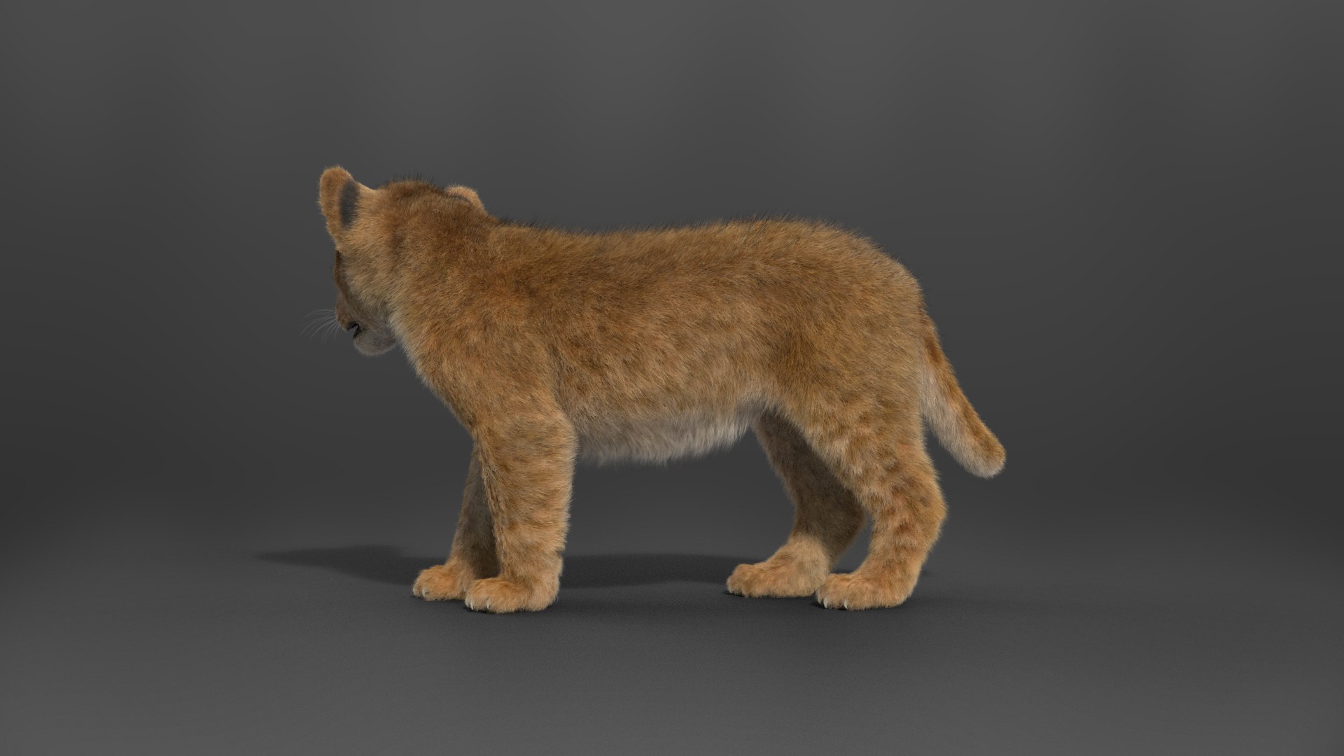 Lion Cub Animated model - TurboSquid 2016560