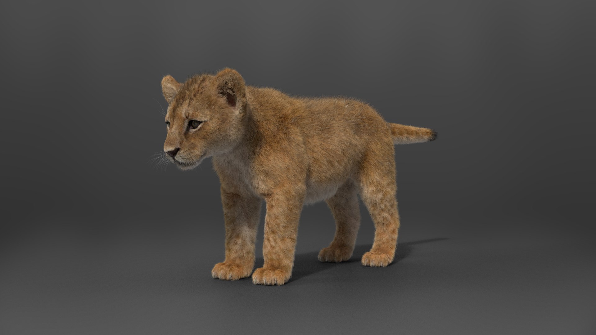 Lion Cub Animated model - TurboSquid 2016560