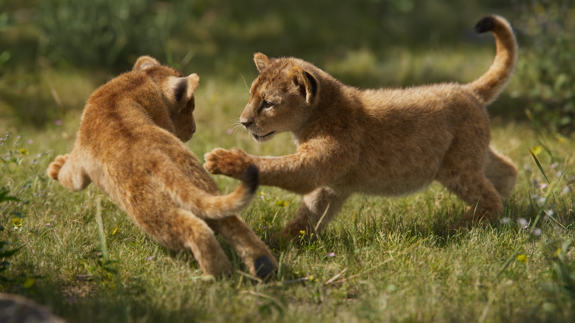 Lion Cub Animated model - TurboSquid 2016560