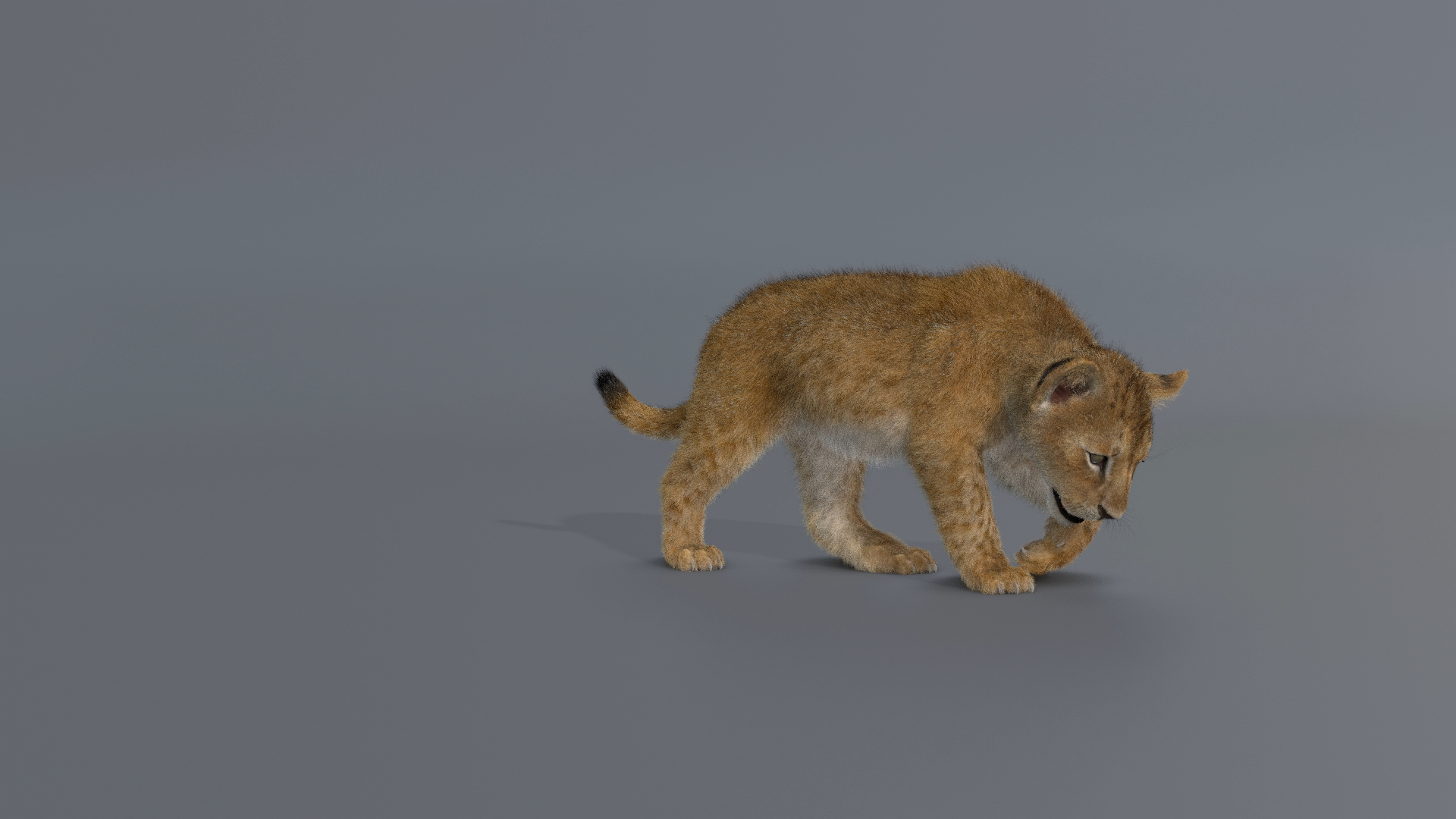 Lion Cub Animated model - TurboSquid 2016560