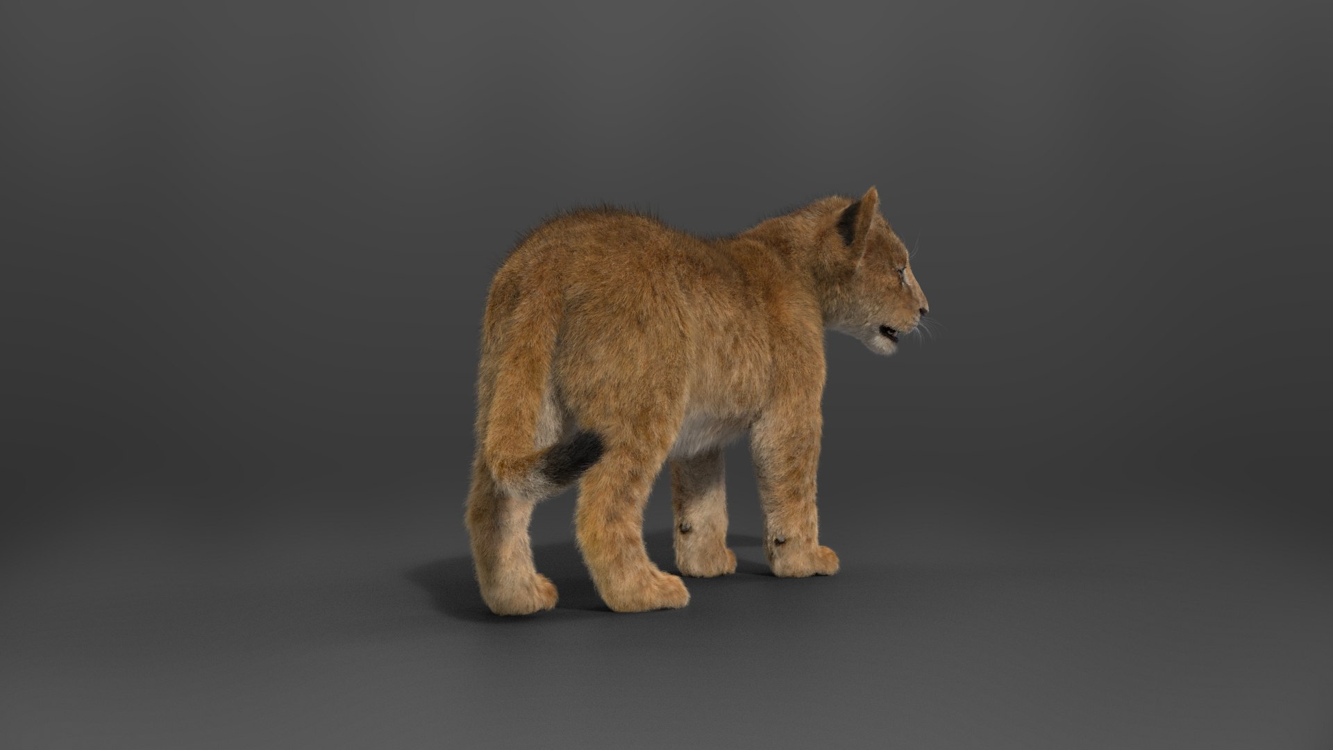 Lion Cub Animated model - TurboSquid 2016560