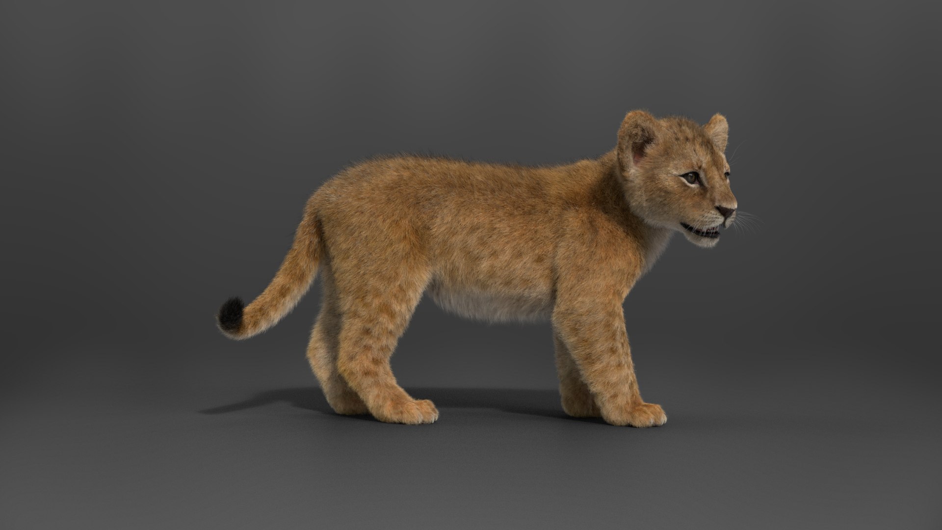 Lion Cub Animated model - TurboSquid 2016560