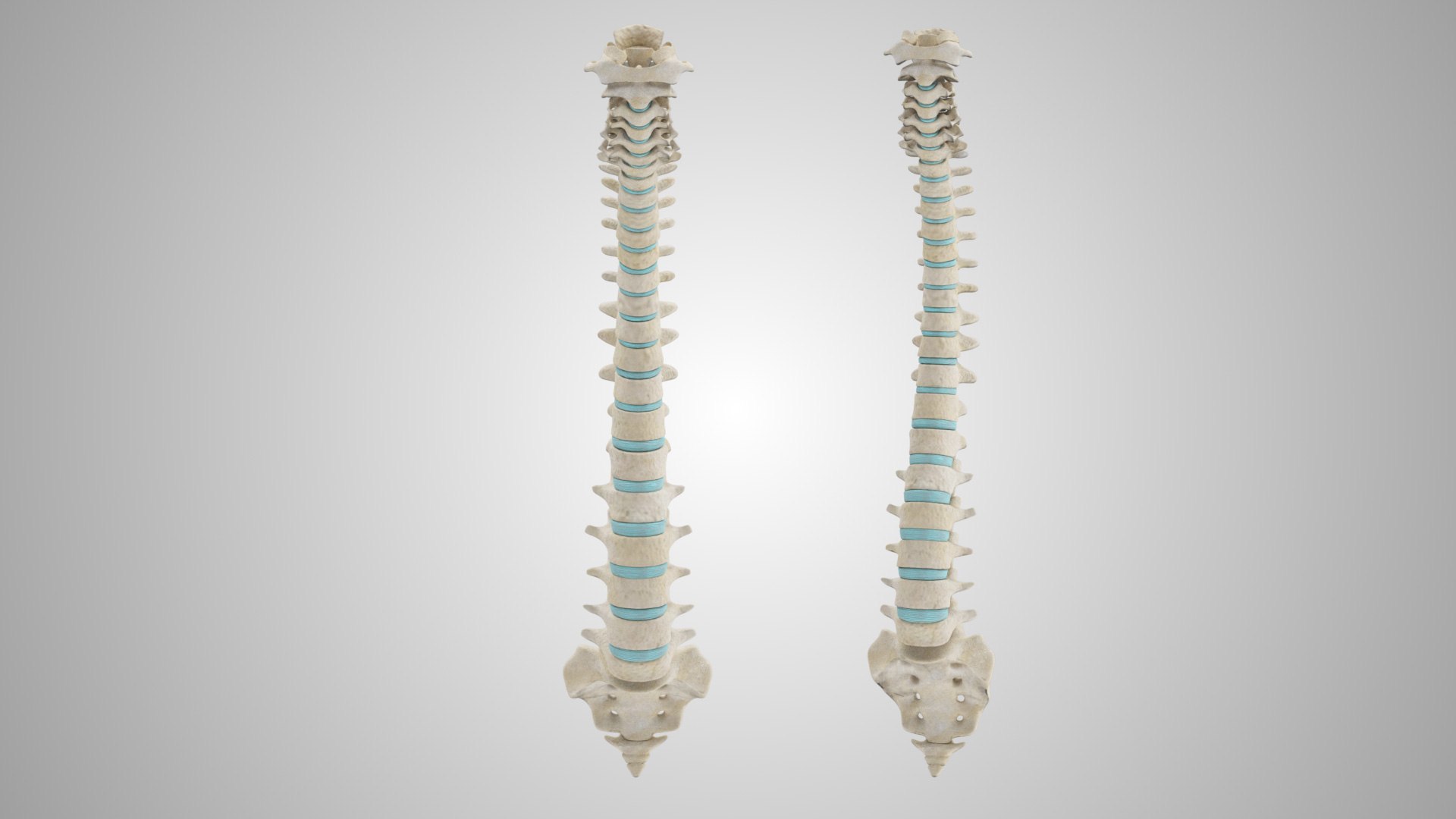 3D Model Spine With Ligaments - TurboSquid 1924927