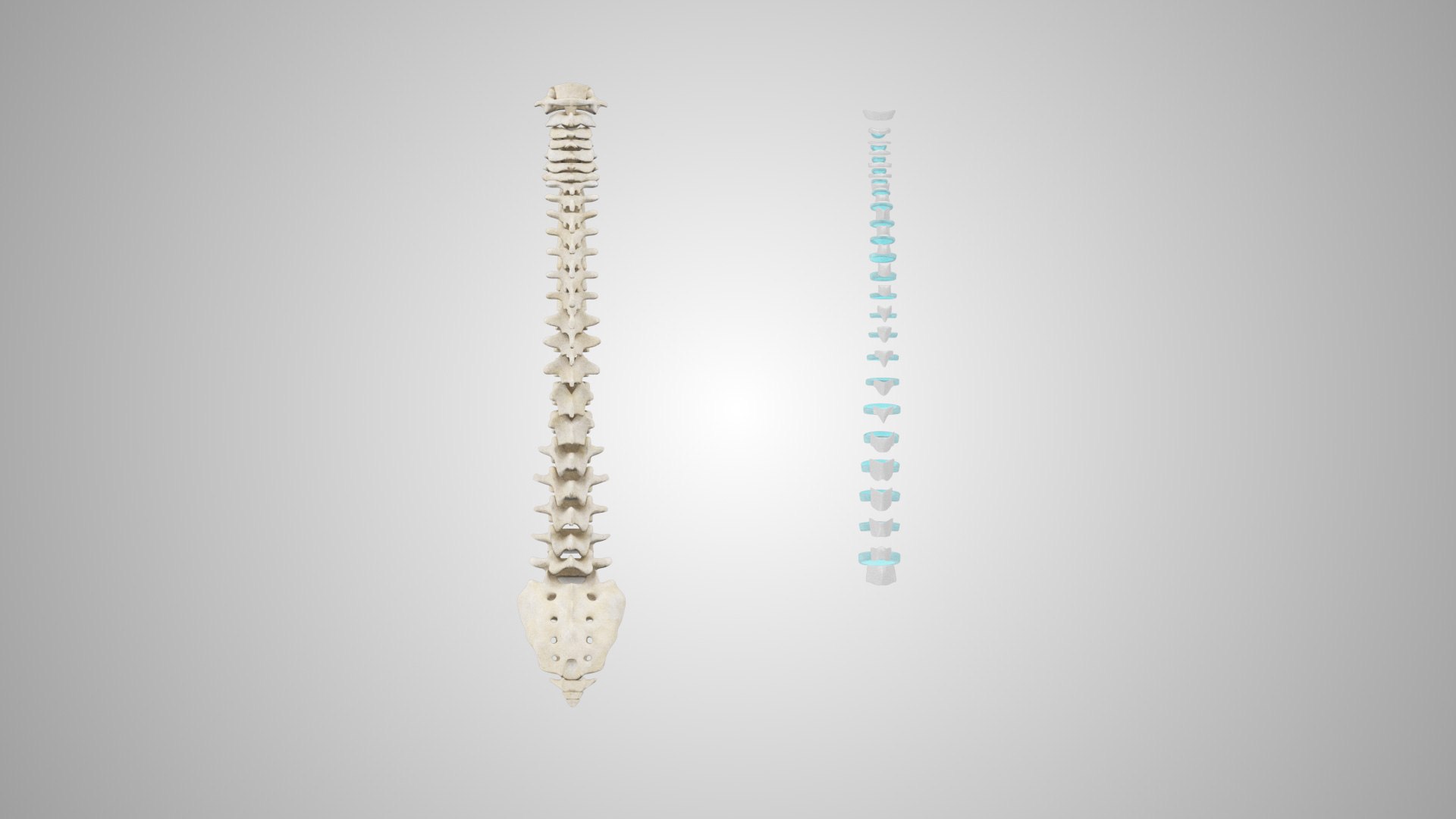 3D Model Spine With Ligaments - TurboSquid 1924927
