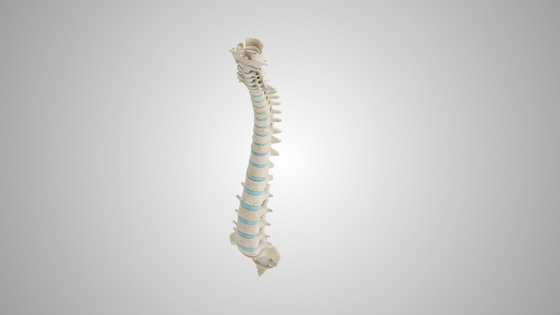 3D Model Spine With Ligaments - TurboSquid 1924927