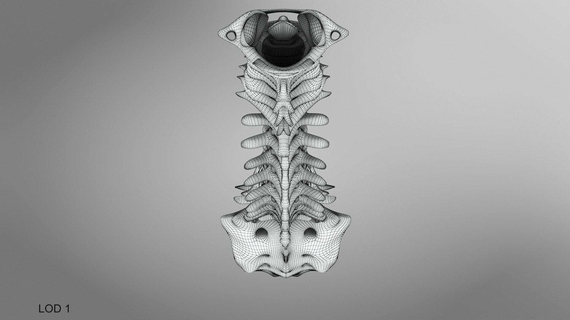 3D model Spine with ligaments - TurboSquid 1924927
