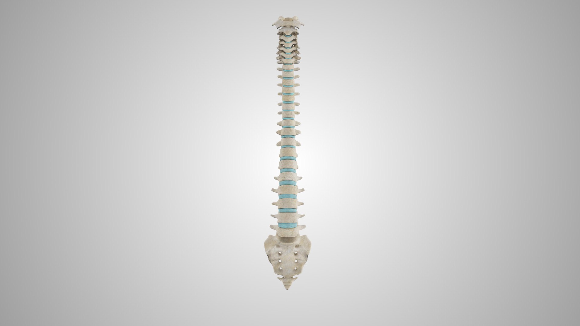 3D Model Spine With Ligaments - TurboSquid 1924927