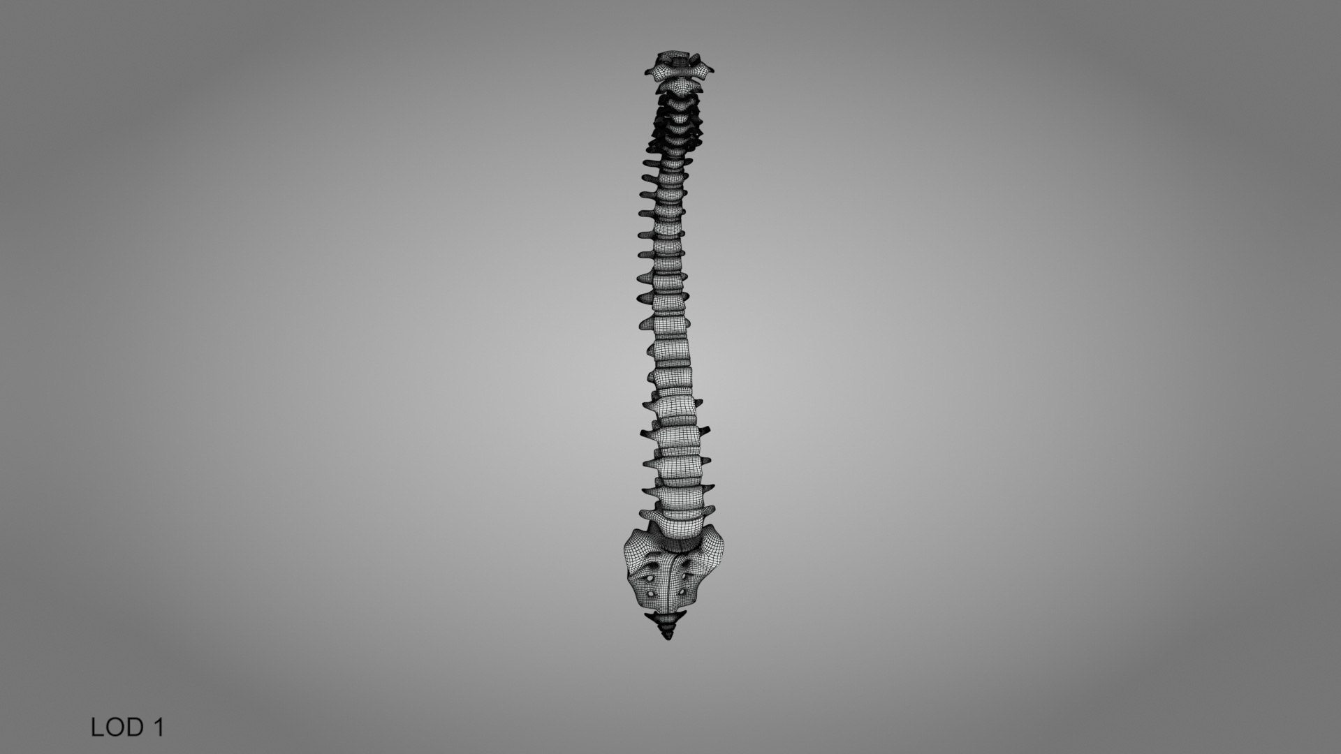 3D model Spine with ligaments - TurboSquid 1924927