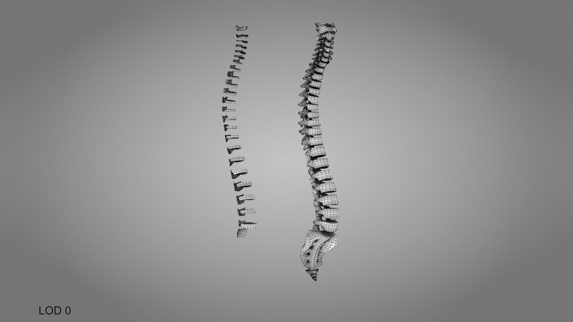 3D model Spine with ligaments - TurboSquid 1924927