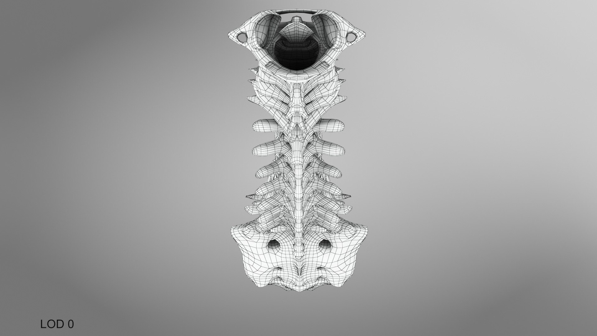 3D Model Spine With Ligaments - TurboSquid 1924927