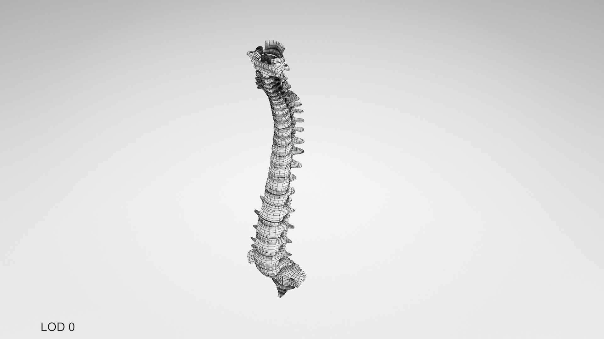 3D Model Spine With Ligaments - TurboSquid 1924927