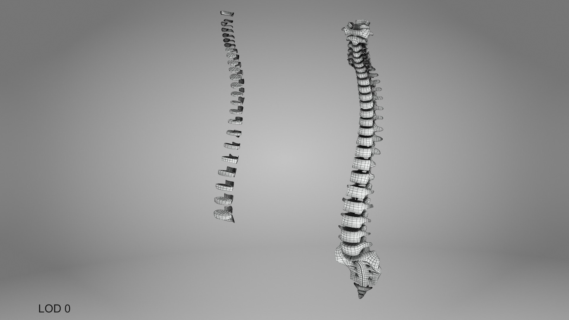 3D model Spine with ligaments - TurboSquid 1924927