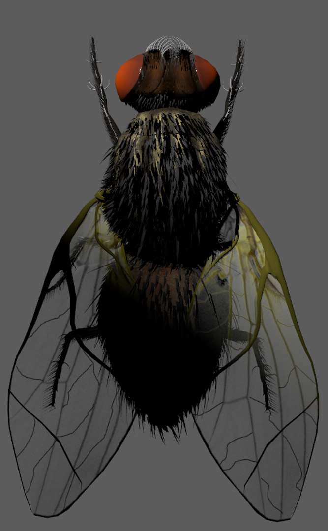 Fly Insect 3D - TurboSquid 1593089