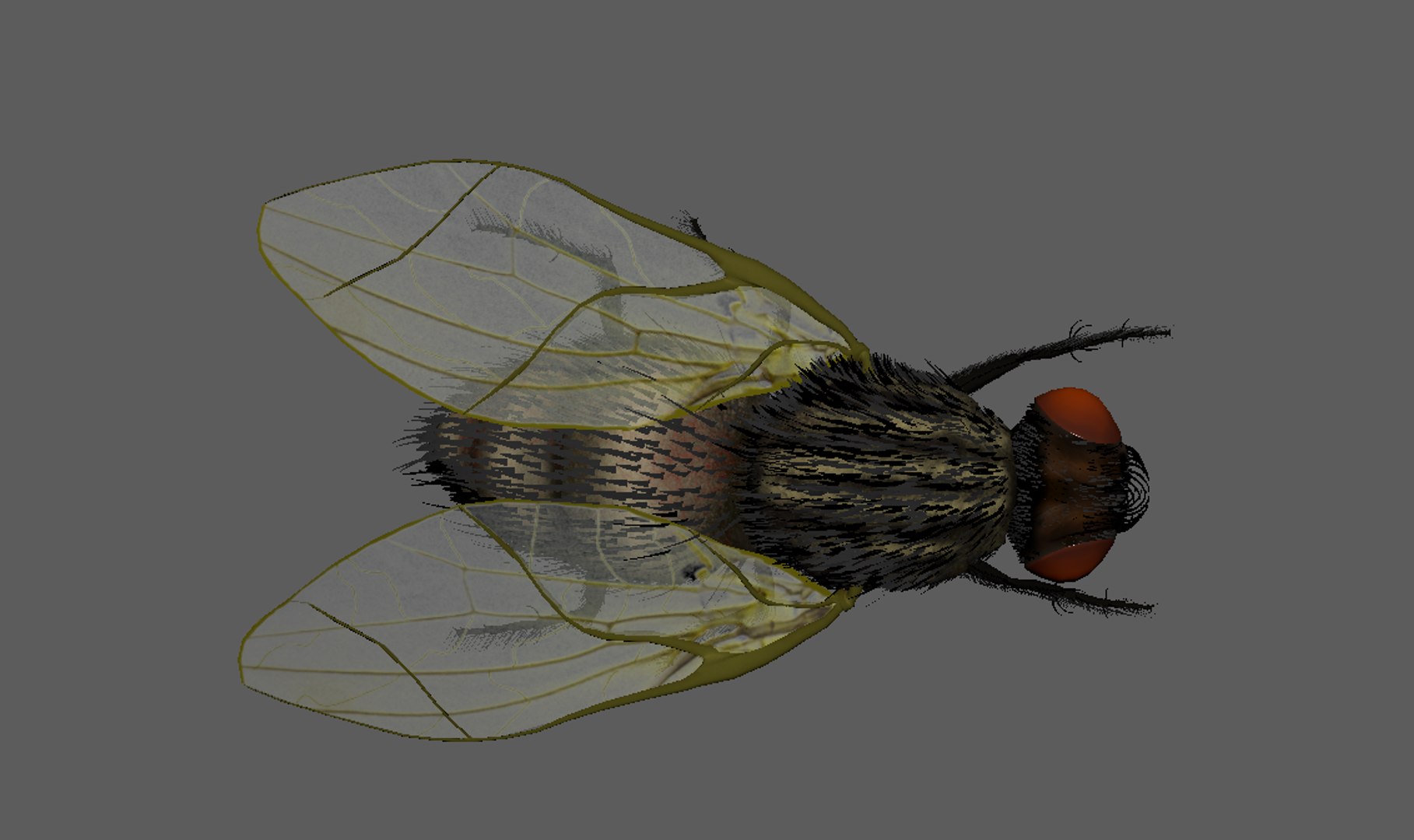 Fly Insect 3D - TurboSquid 1593089