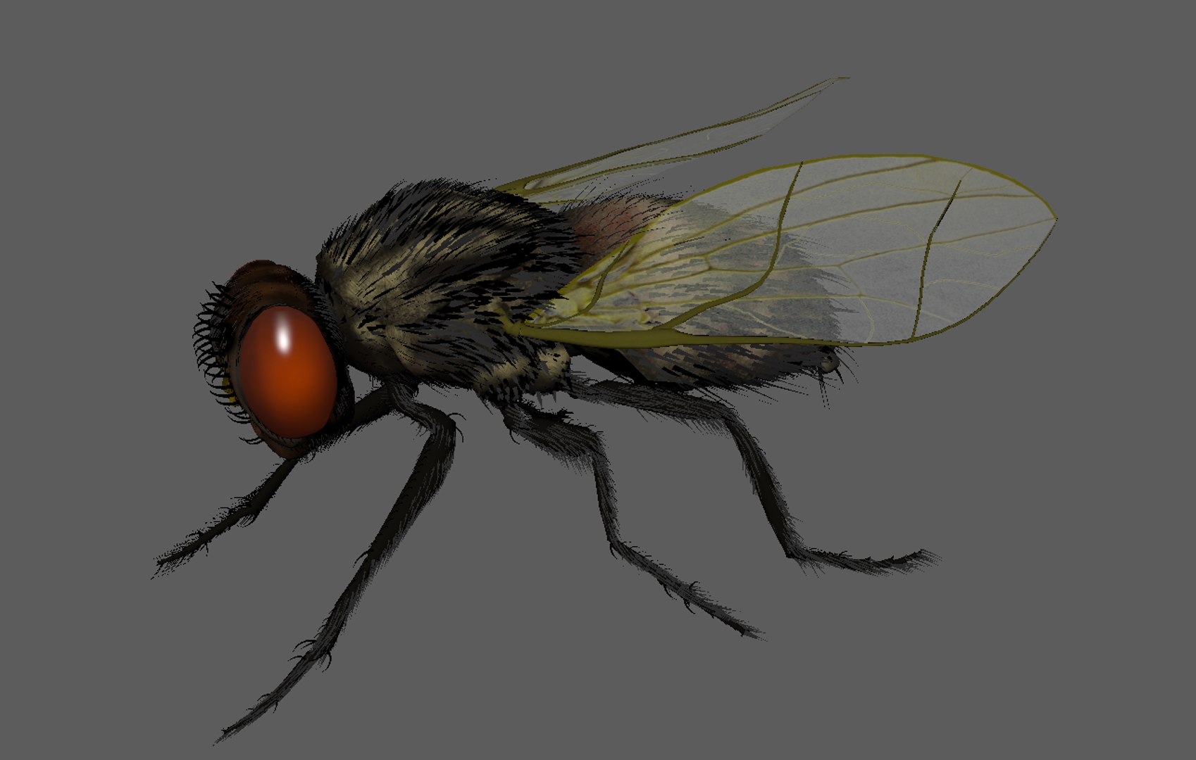 Fly Insect 3D - TurboSquid 1593089