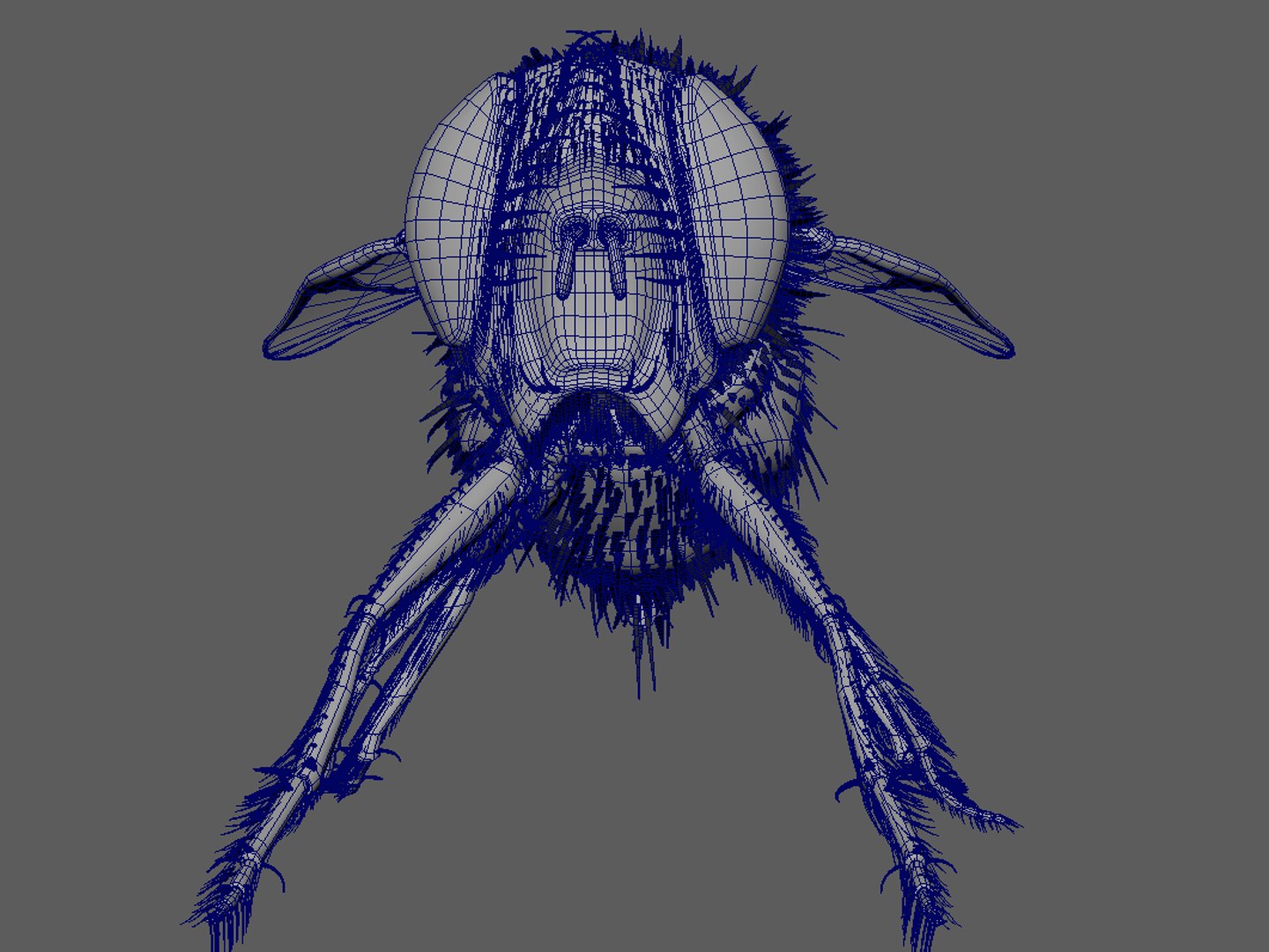 Fly Insect 3D - TurboSquid 1593089