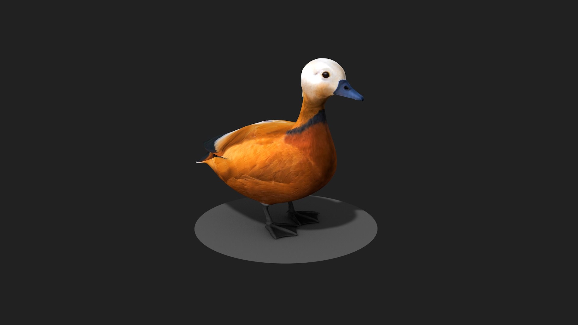 Ruddy Shelduck Red Duck 3D Model - TurboSquid 2349296