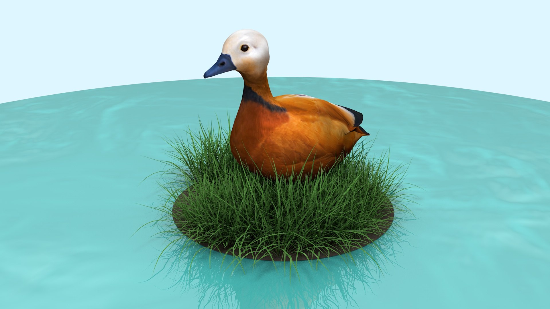 Ruddy Shelduck Red Duck 3D Model - TurboSquid 2349296