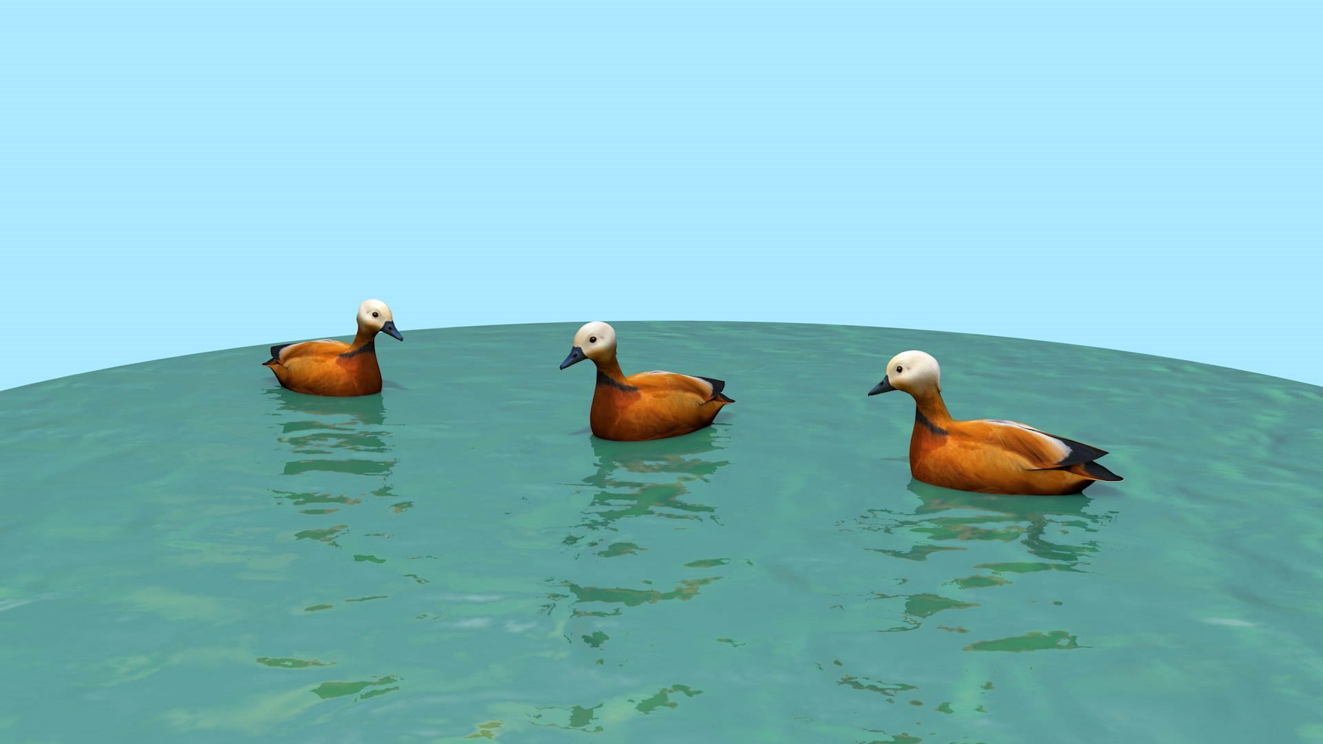 Ruddy Shelduck Red Duck 3D Model - TurboSquid 2349296