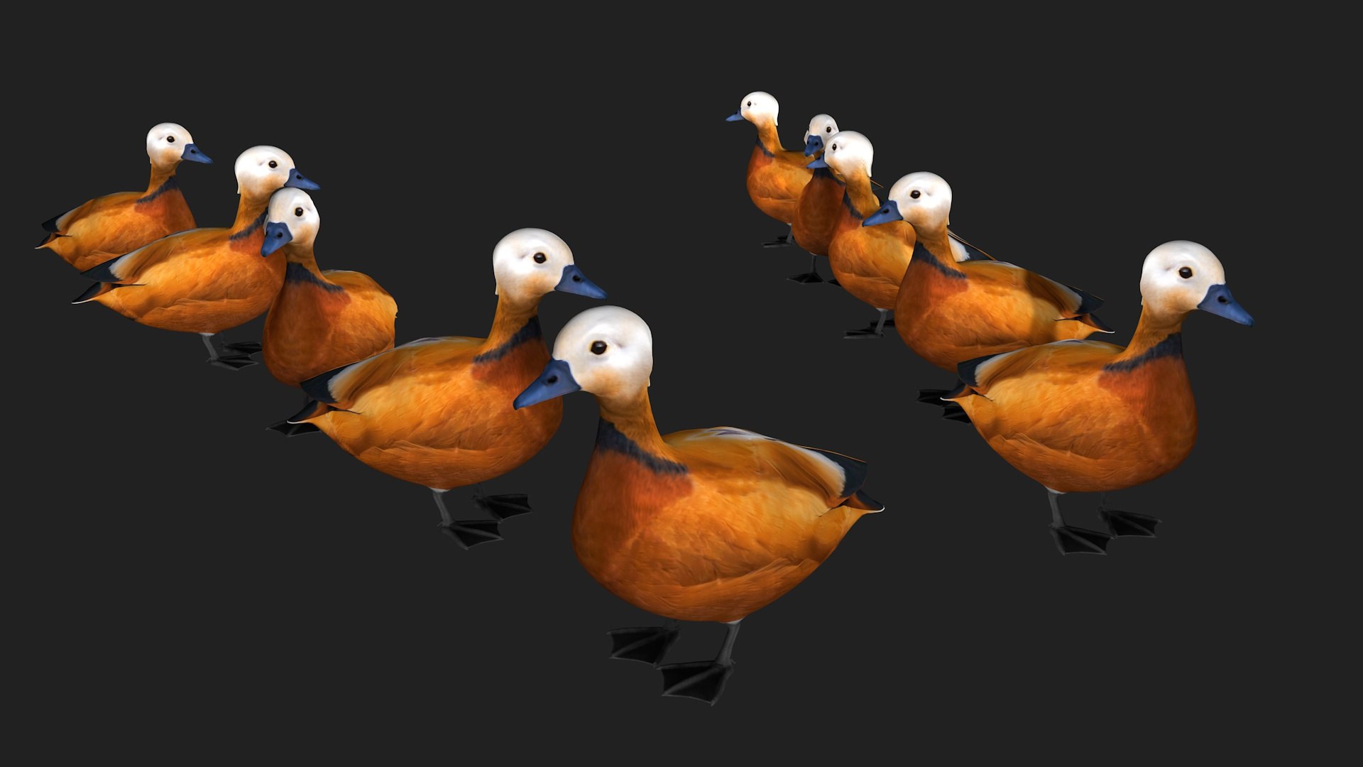 Ruddy Shelduck Red Duck 3D Model - TurboSquid 2349296
