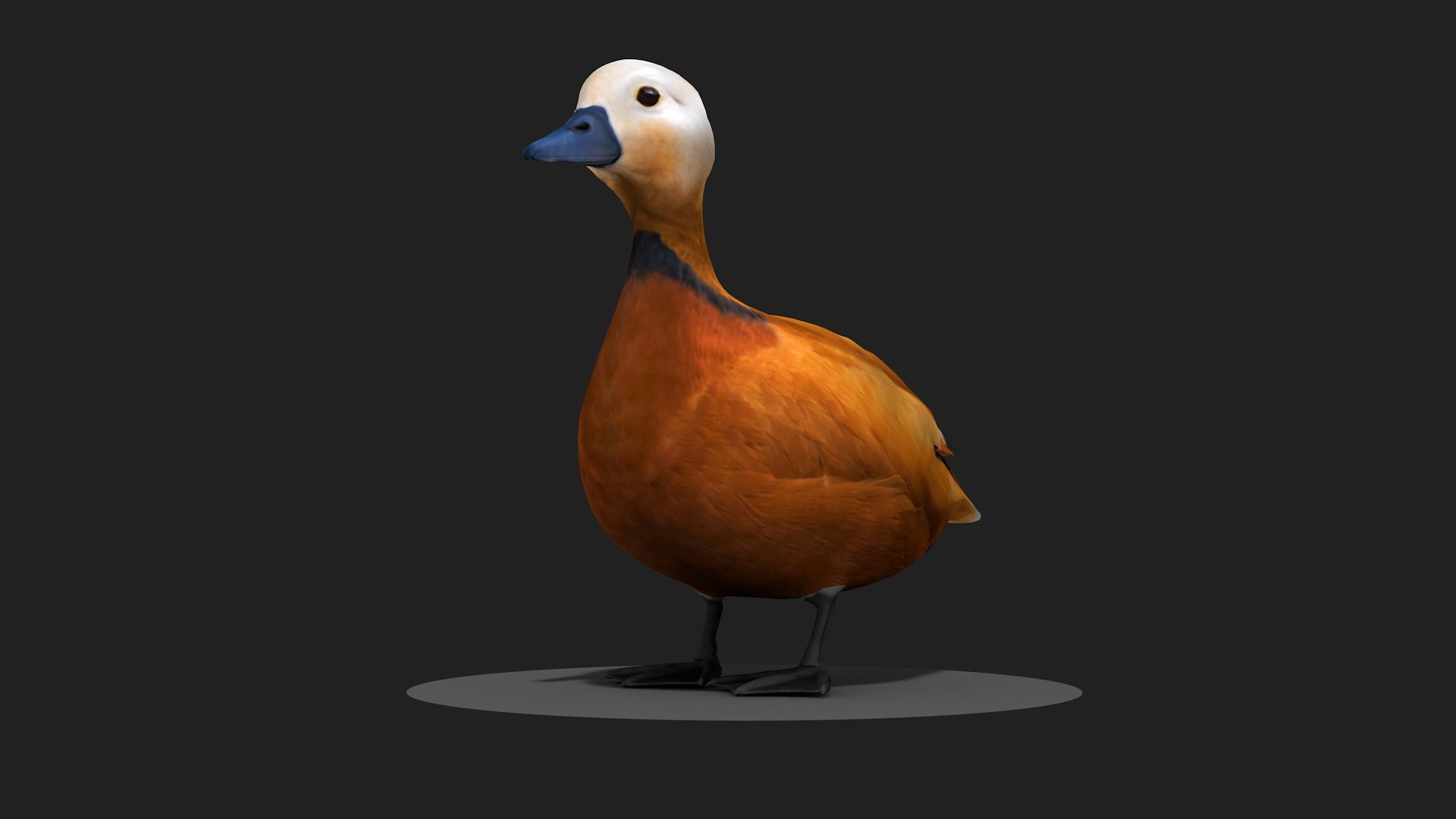 Ruddy Shelduck Red Duck 3D Model - TurboSquid 2349296