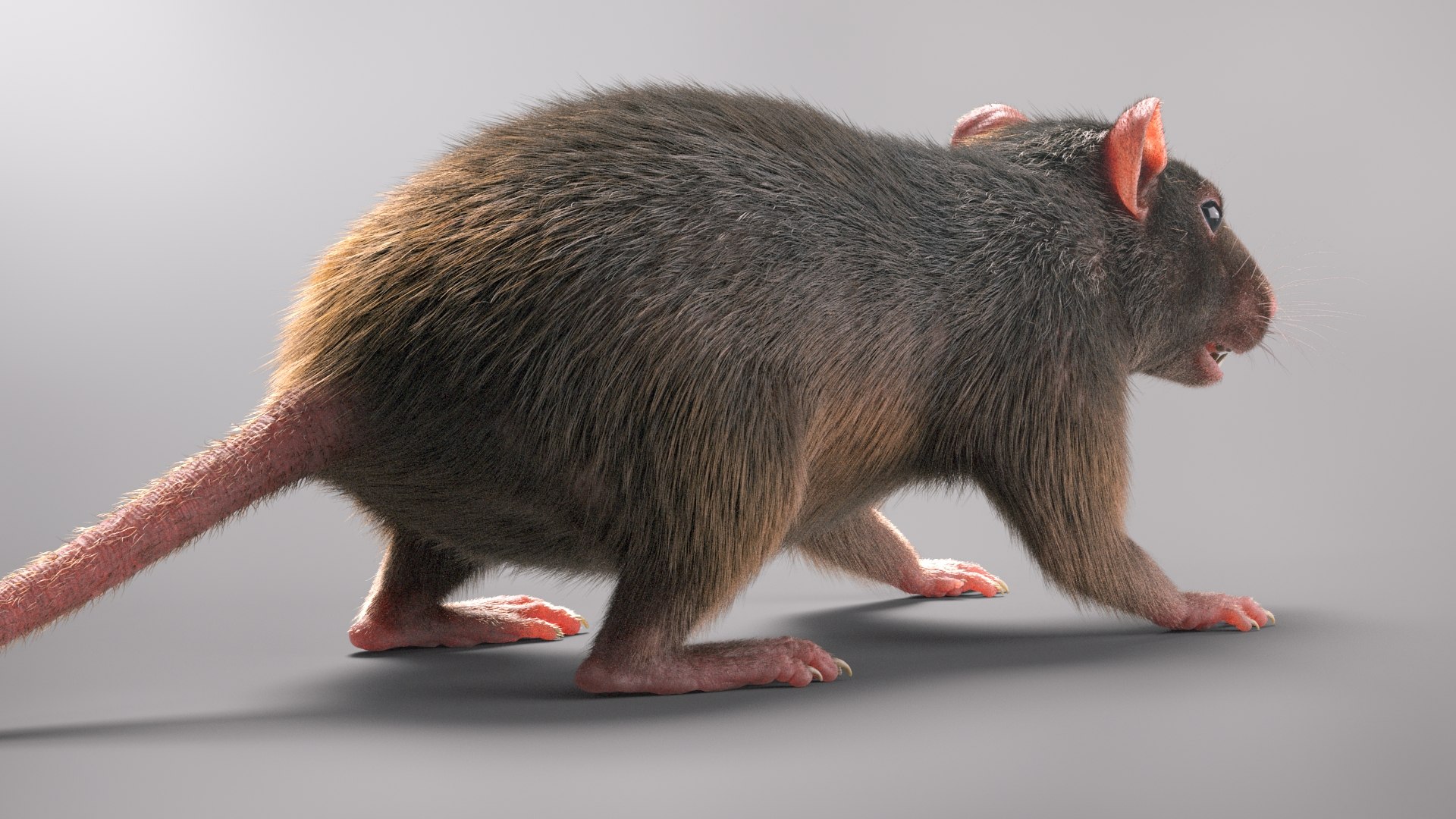 3D rat brown fur hair - TurboSquid 1670870