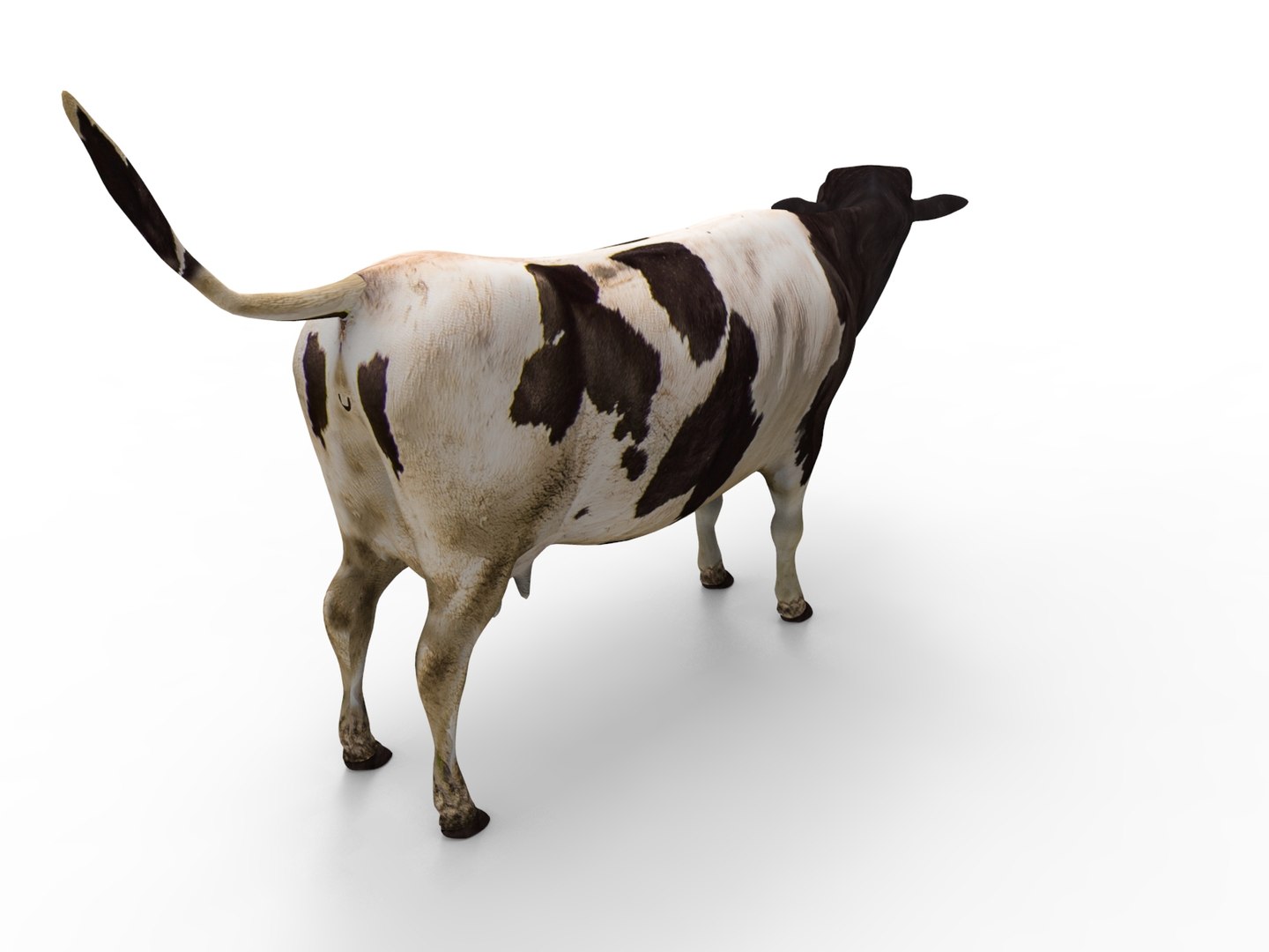 Cow Rigged 3D Model - TurboSquid 1197669
