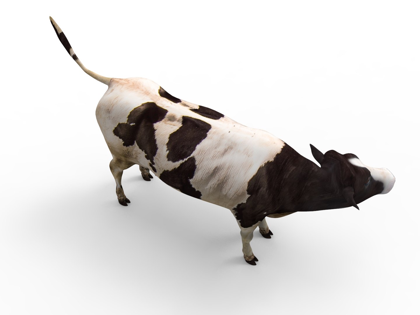 Cow Rigged 3D Model - TurboSquid 1197669
