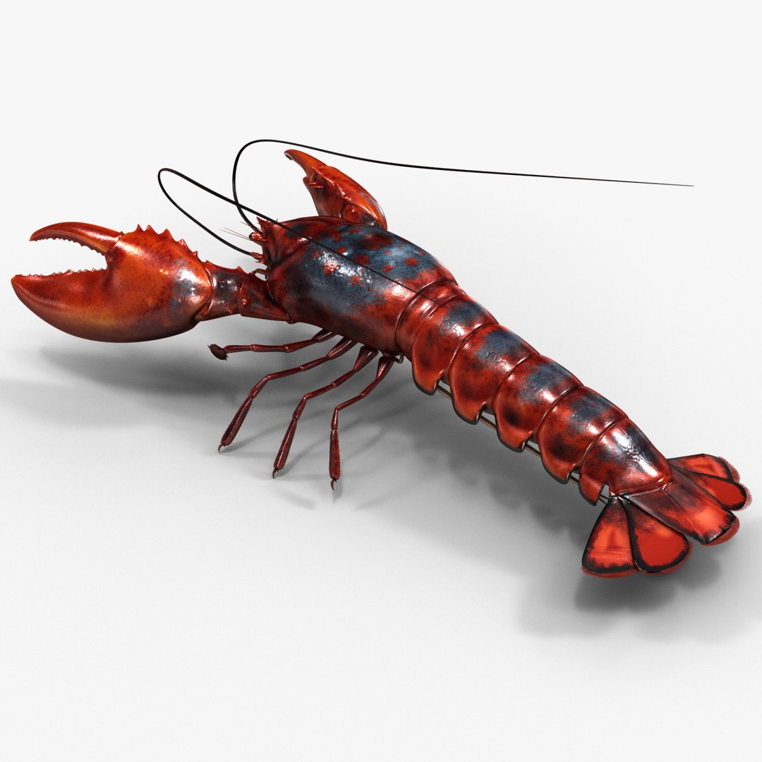 lobster 3d c4d