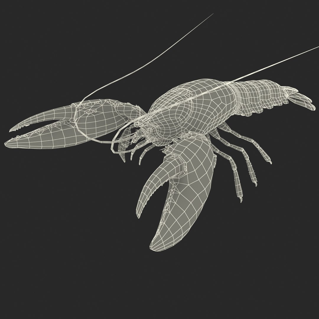 lobster 3d c4d