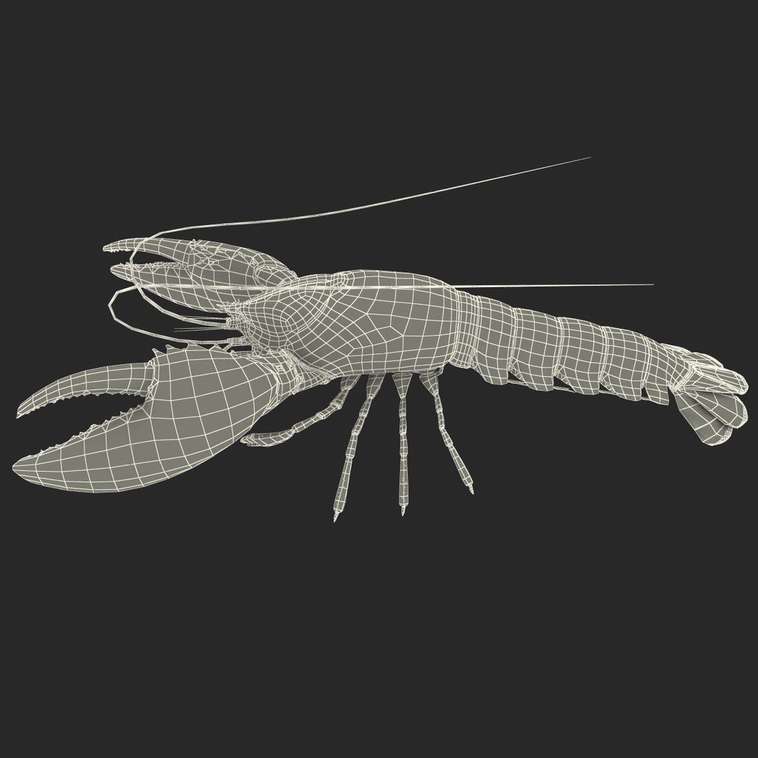 lobster 3d c4d