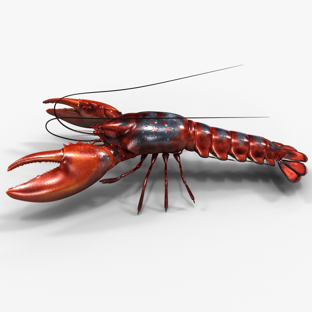 lobster 3d c4d