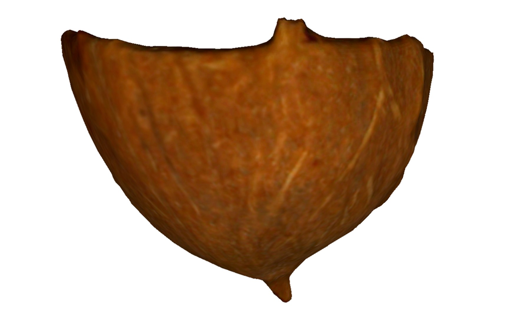 3D Model Coconut Shell - TurboSquid 1627760