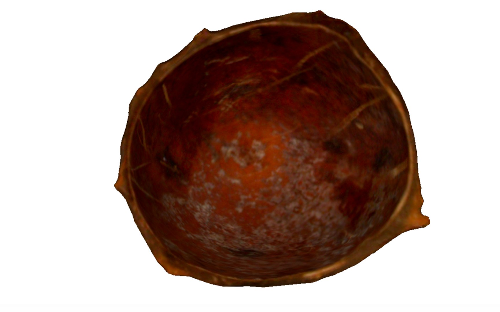 3D Model Coconut Shell - TurboSquid 1627760