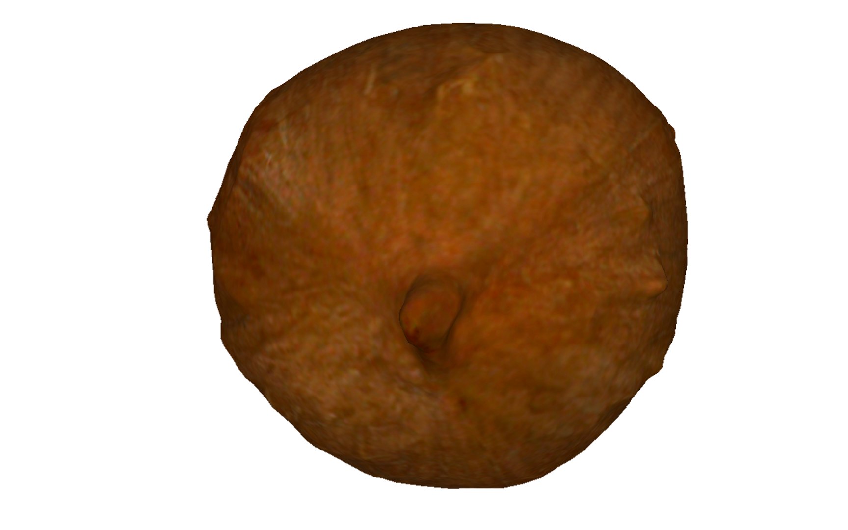 3D Model Coconut Shell - TurboSquid 1627760