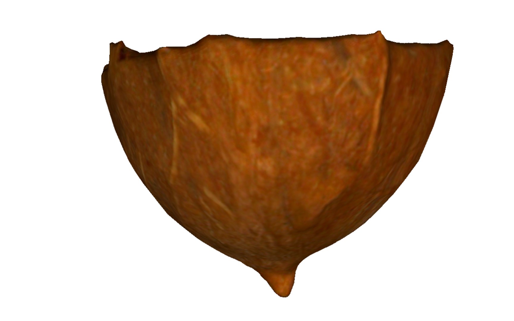 3D Model Coconut Shell - TurboSquid 1627760