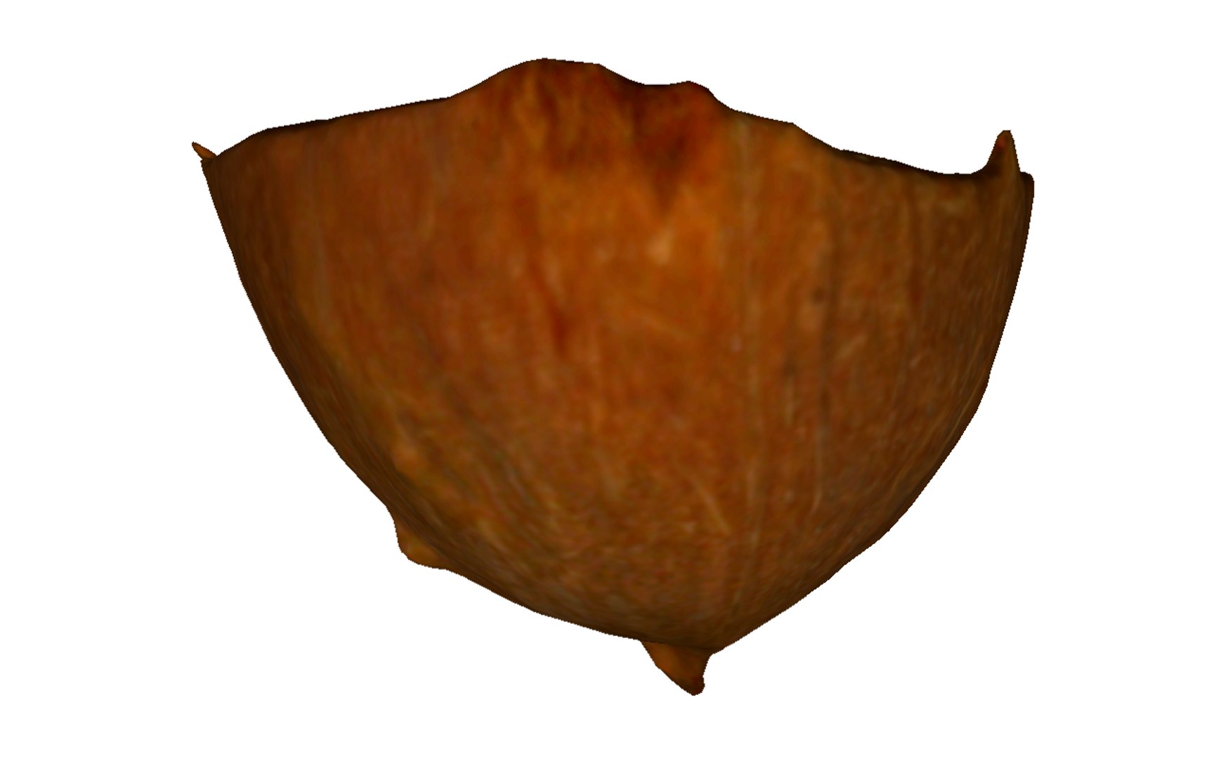 3D Model Coconut Shell - TurboSquid 1627760