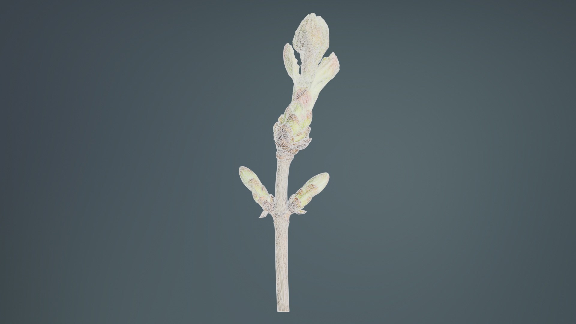 3D Aesculus Hippocastanum Common Horse Chestnut Sapindaceae Sprout 3 ...