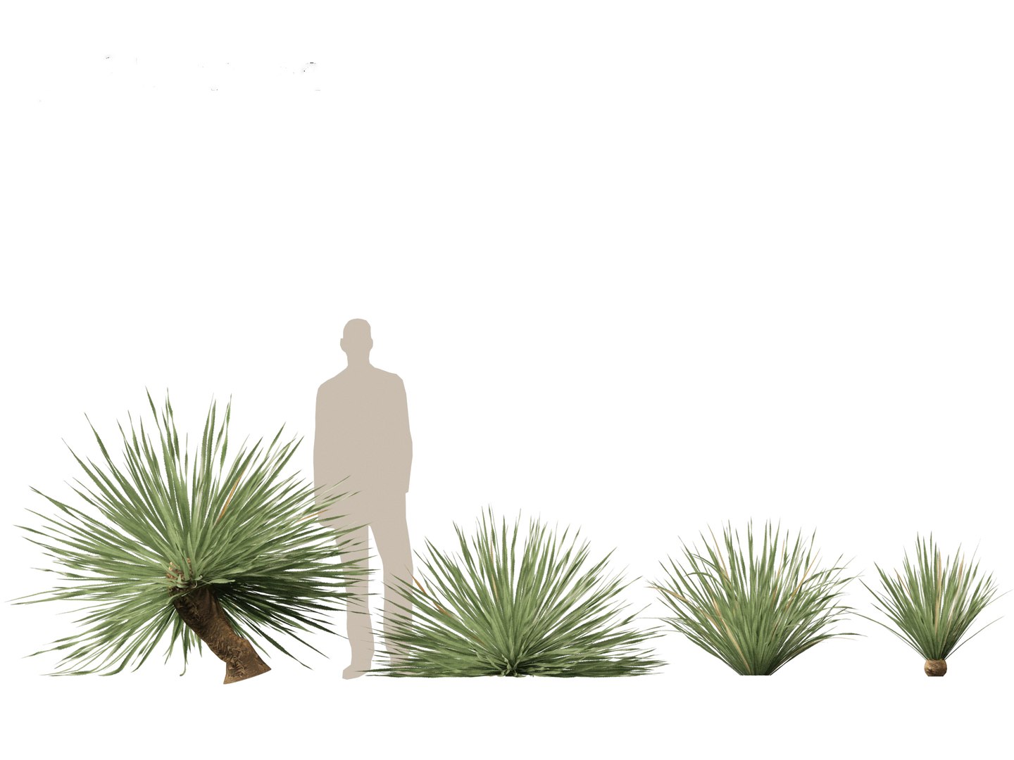 Dasylirion Wheeleri - Desert Spoon 3D Model - TurboSquid 2312323