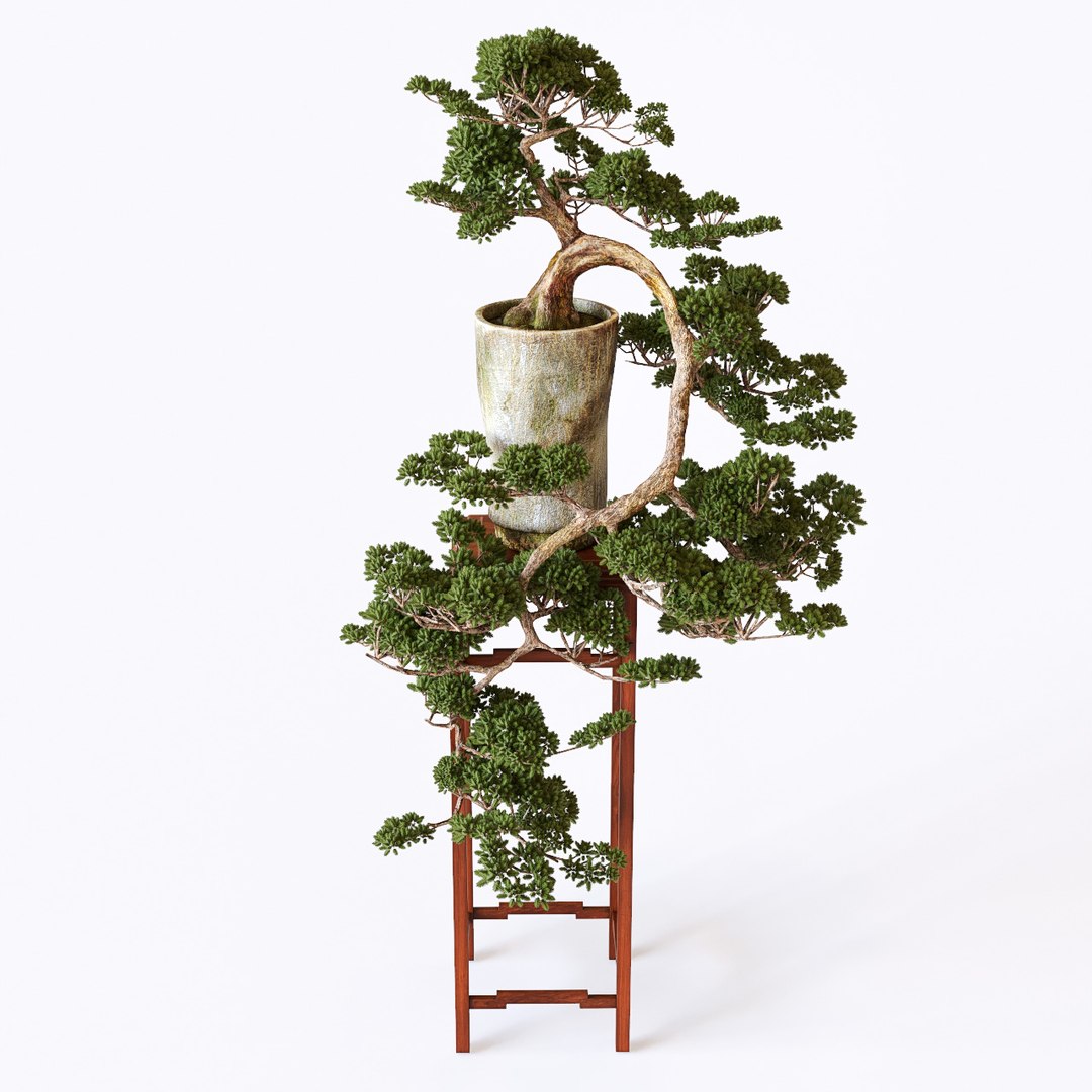 3d Model Bonsai