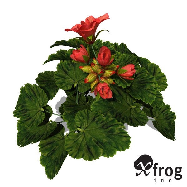 3dsmax xfrogplants geranium plant