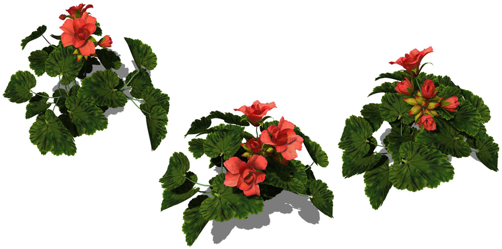 3dsmax Xfrogplants Geranium Plant