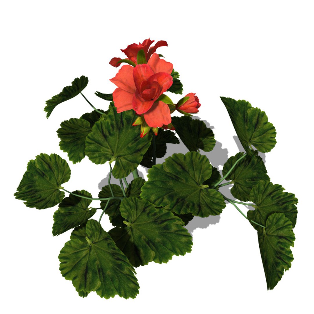 3dsmax Xfrogplants Geranium Plant