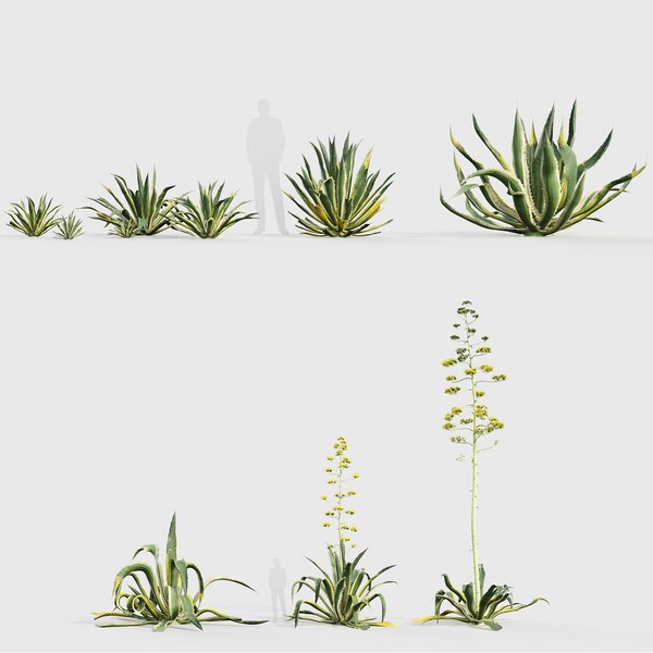 Des Modèles Collection de 3D Agave à Télécharger | TurboSquid