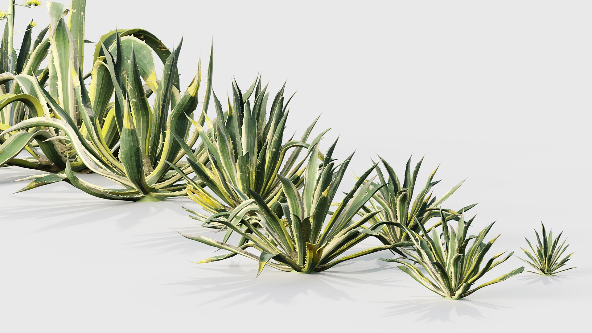 Agave Americana American Agave Model - TurboSquid 2082506