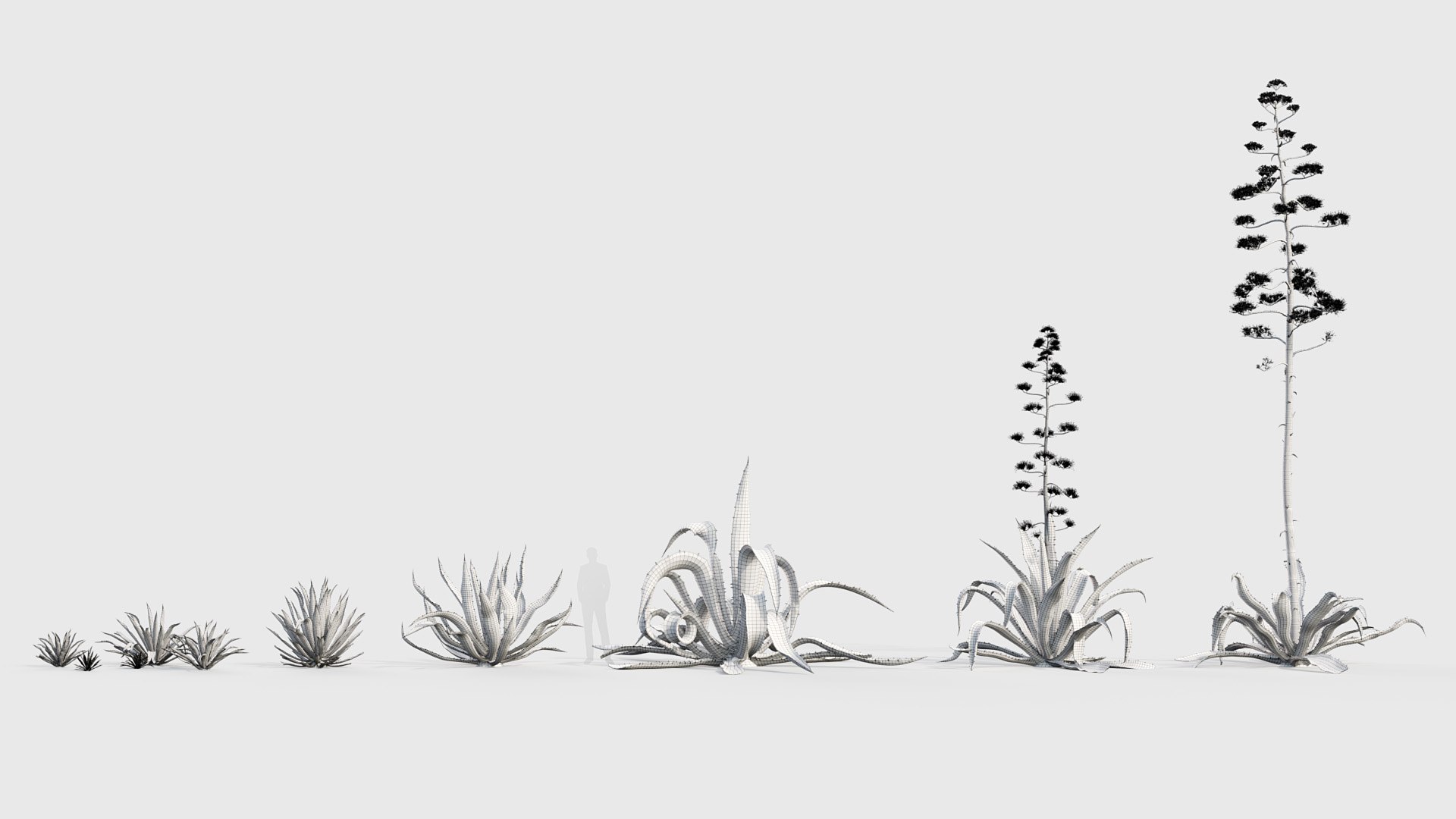 Agave Americana American Agave Model - TurboSquid 2082506