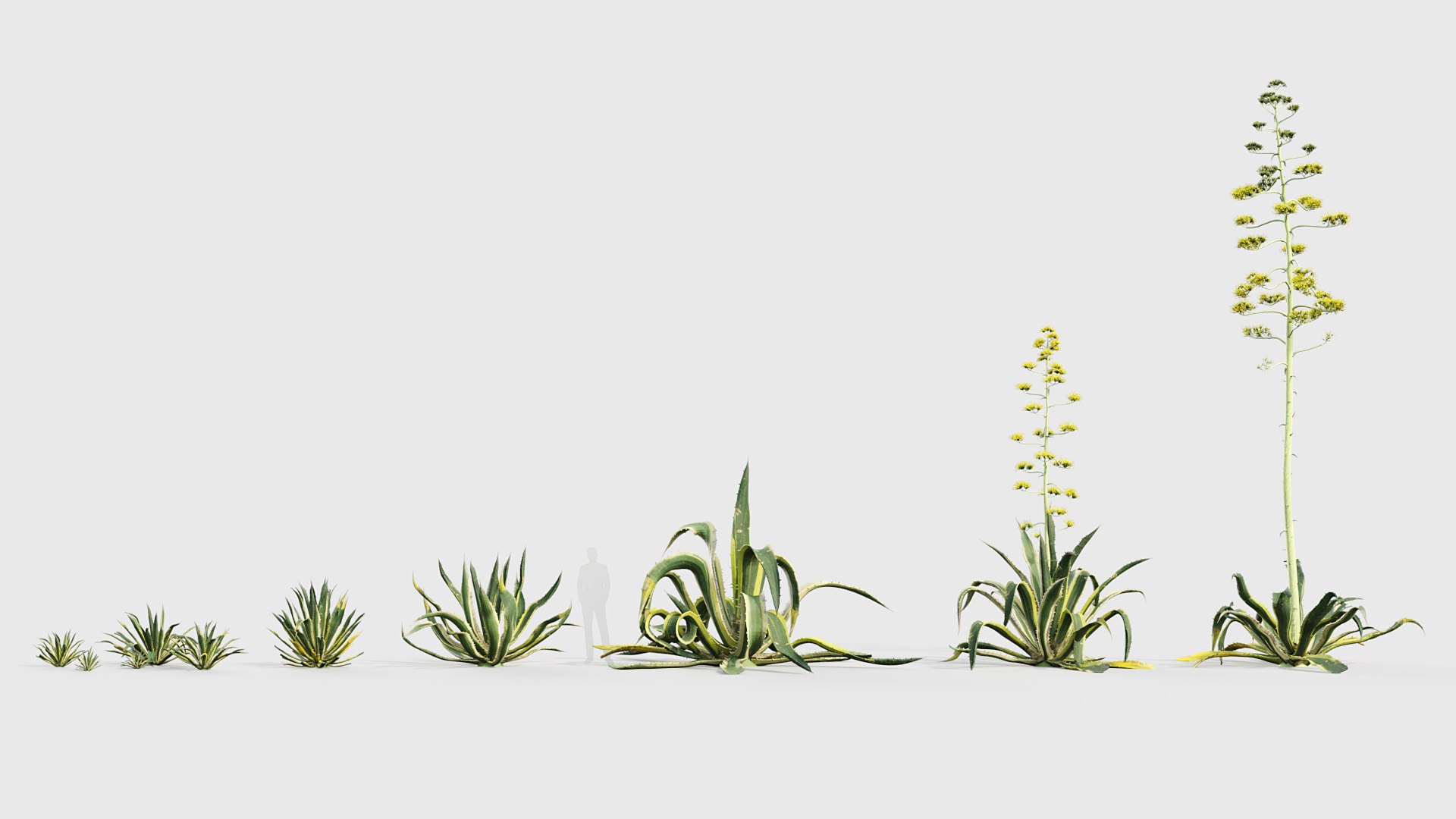 Agave Americana American Agave Model - TurboSquid 2082506