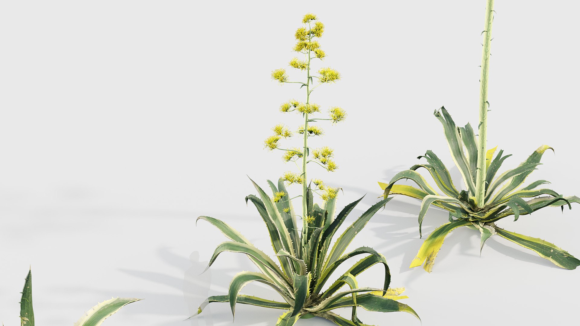 Agave Americana American Agave Model - TurboSquid 2082506