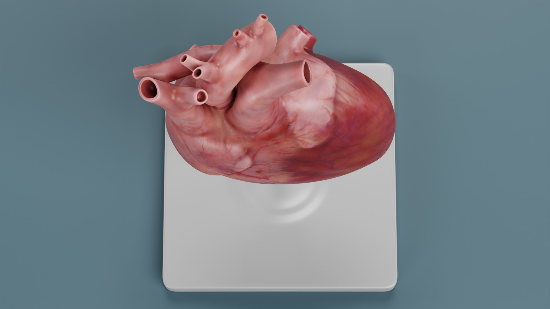 Heart Model Model - TurboSquid 2026478