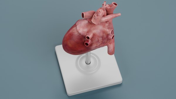modelo 3d Modelo de corazón - TurboSquid 2026478